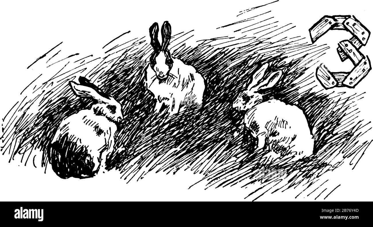 3 rabbits Stock Vector Images - Alamy