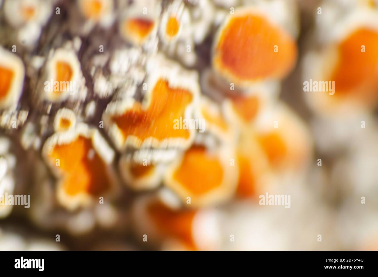 Macro of orange moss in the cortex of a tree Stock Photo - Alamy
