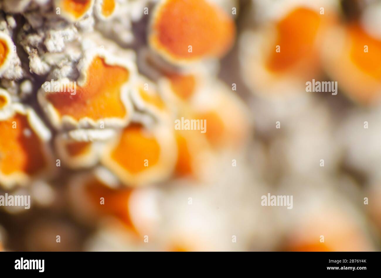 Macro of orange moss in the cortex of a tree Stock Photo - Alamy