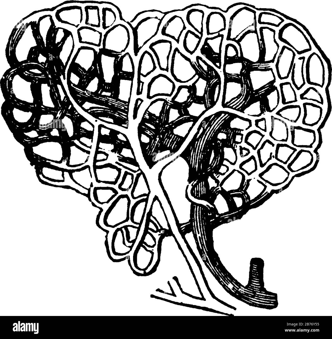 A typical relation showing the relations of the artery, vein, and ...