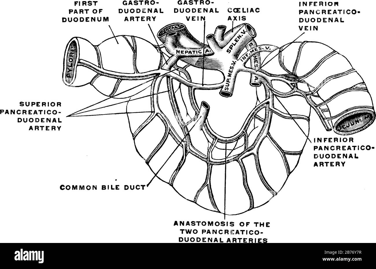 Chyme hi-res stock photography and images - Alamy