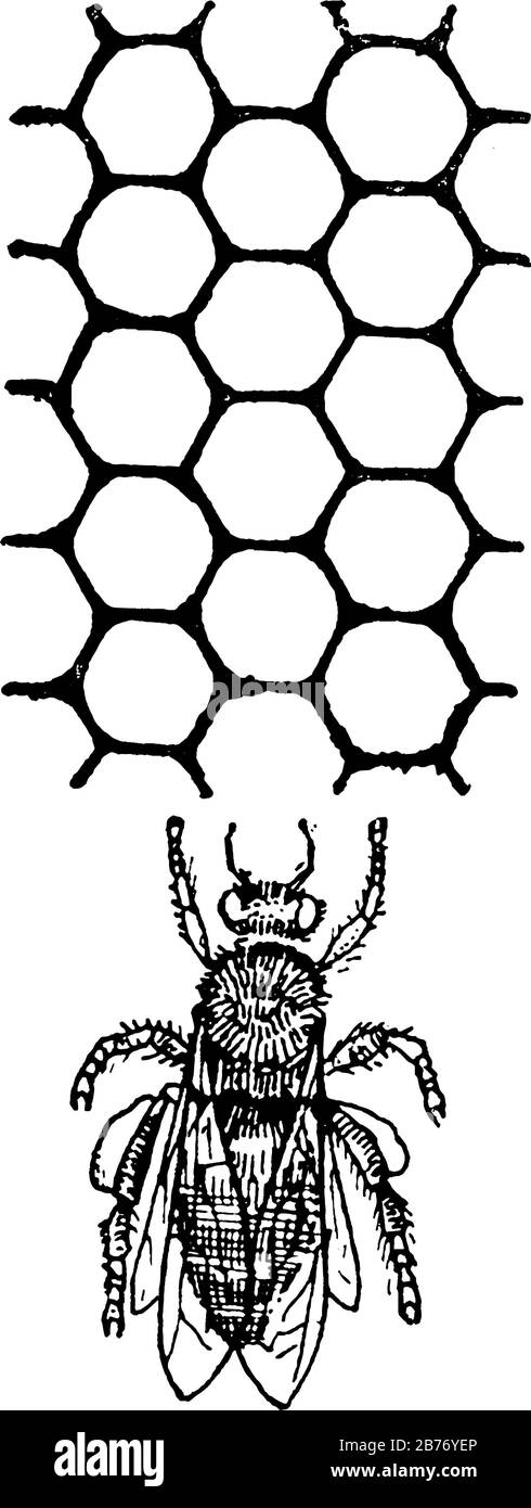 Worker bee cells Stock Vector Images - Alamy