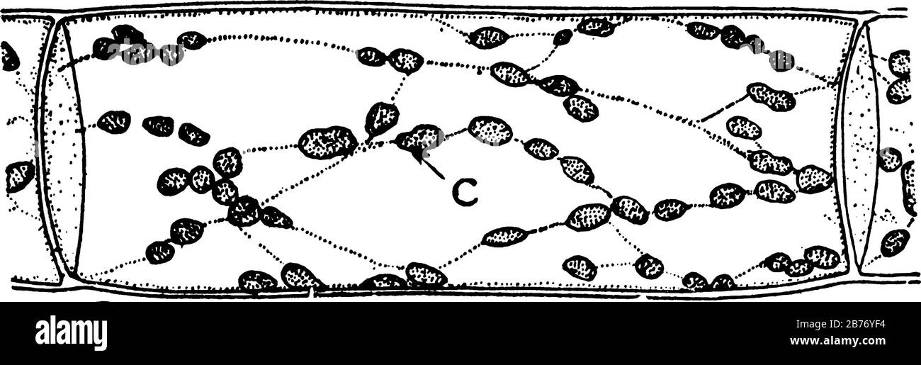 Cylindrical cells Stock Vector Images - Alamy
