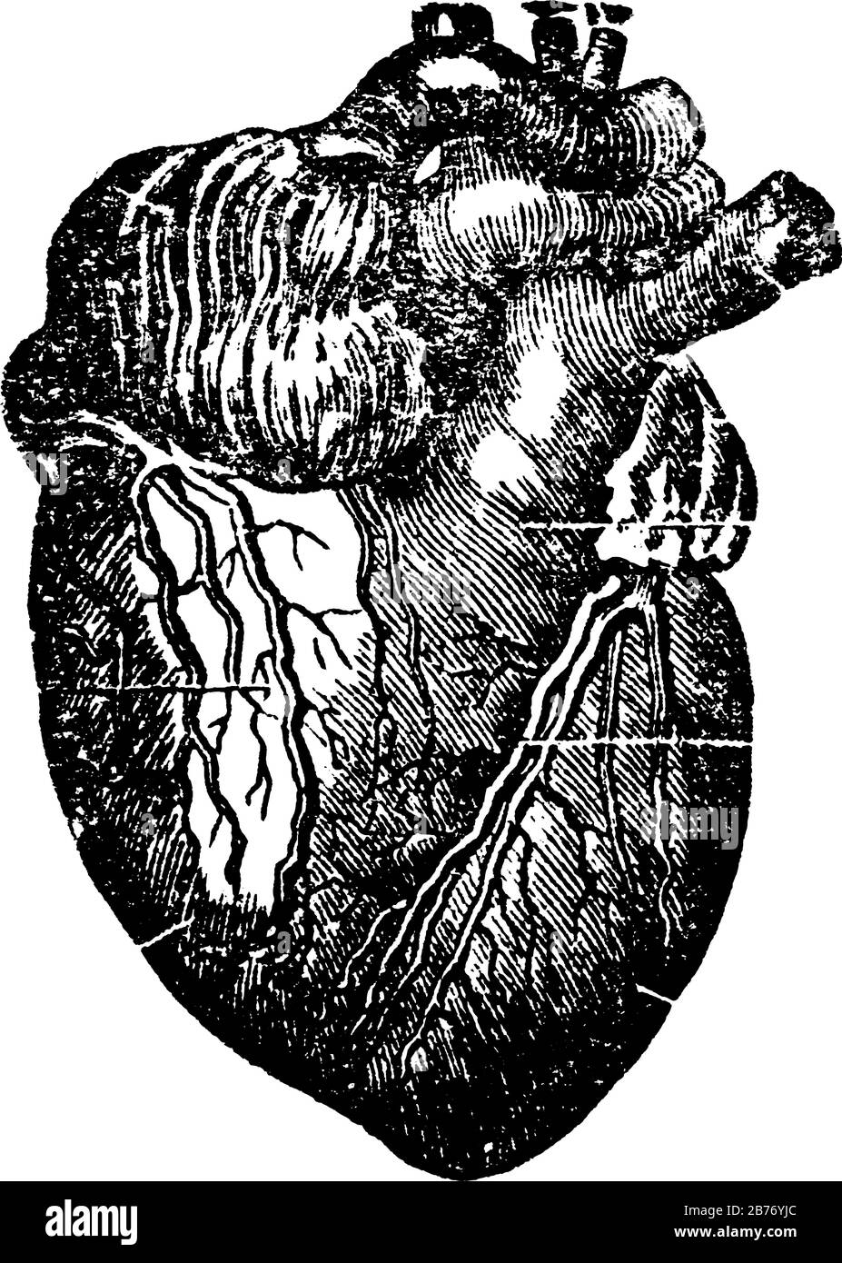 Front vertical view of the heart with its injected veins. It shows the ...