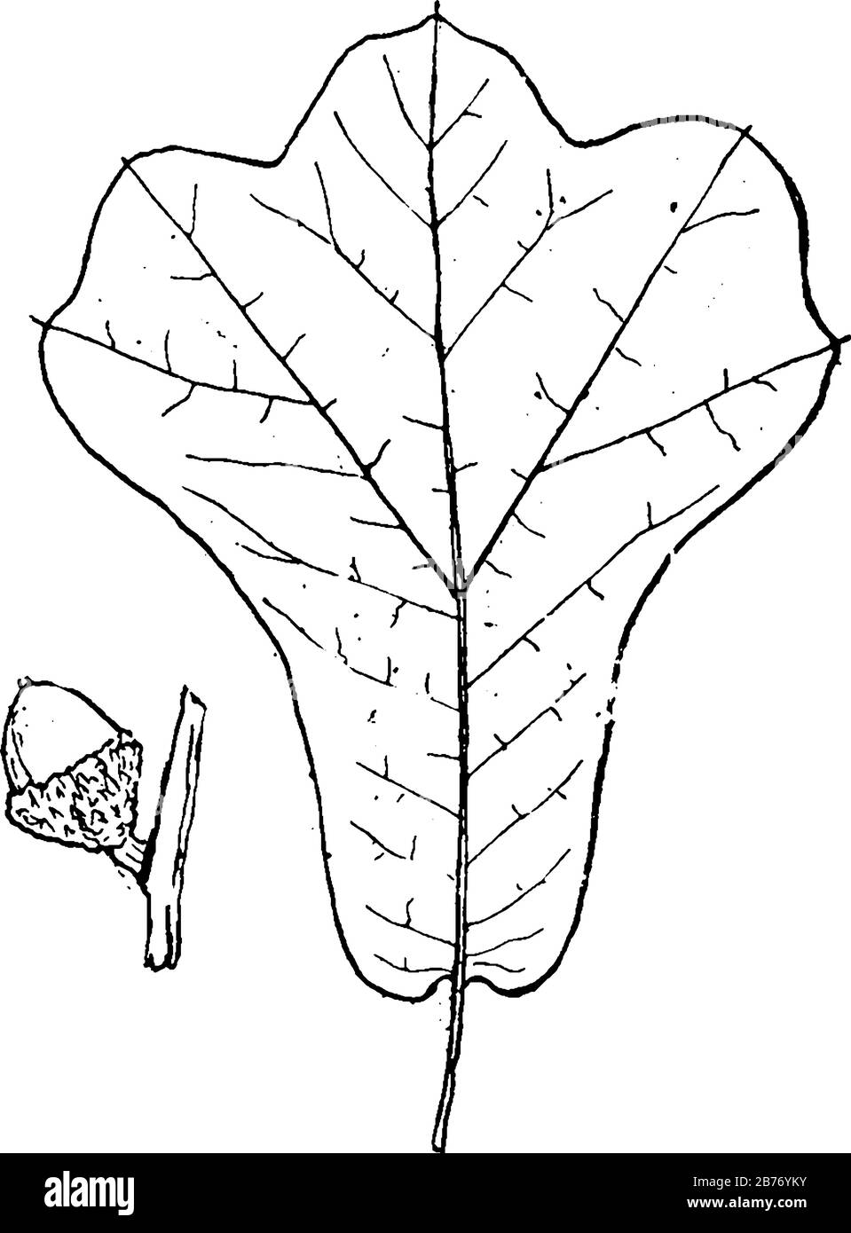 Edge lobed Stock Vector Images - Alamy