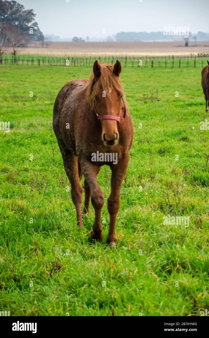 Horse Walking Front View