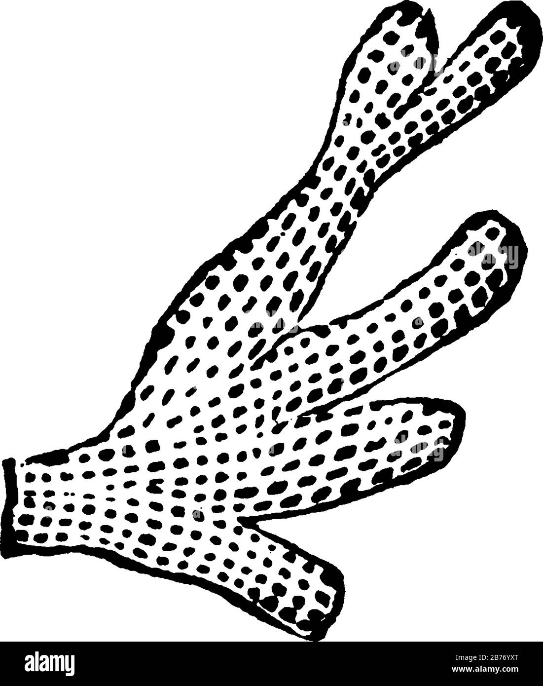 it is image of mollusk radiate, it is of irregular shape, having branch ...