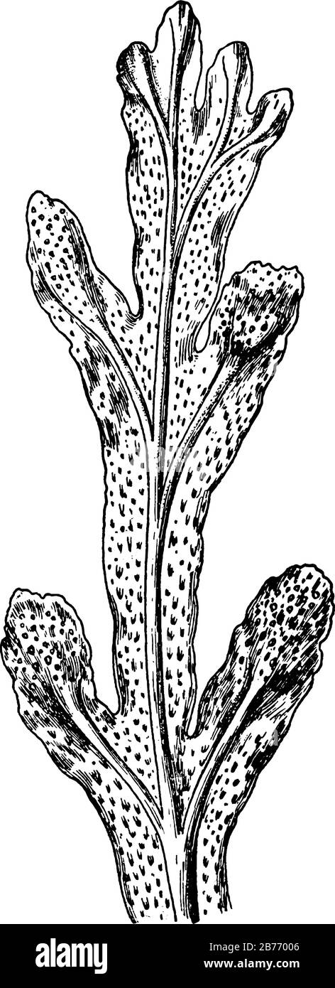 A typical representation of the part of thallus of a rockweed (Fucus ...