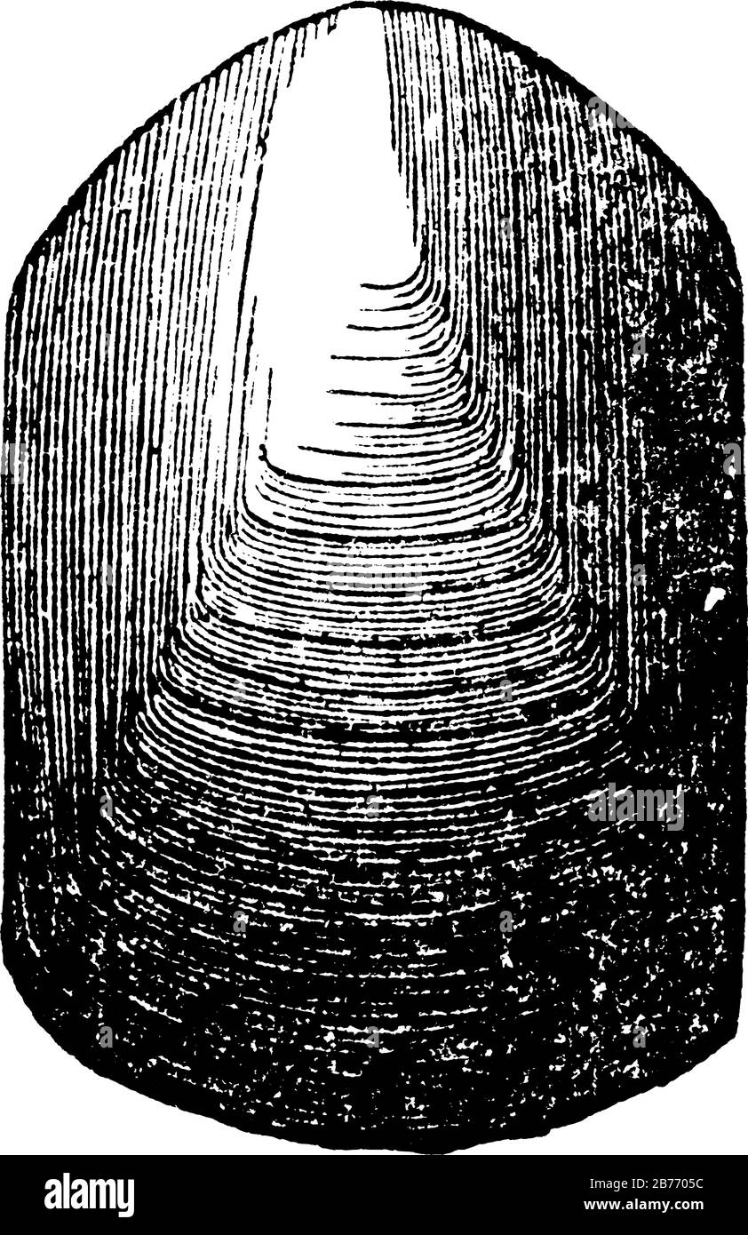 Brachiopods, phylum Brachiopoda, that have hard shells on the upper and ...