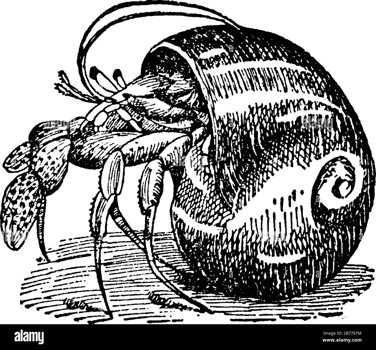 Hermit crabs find vacant shells to make into their homes, seeking ...