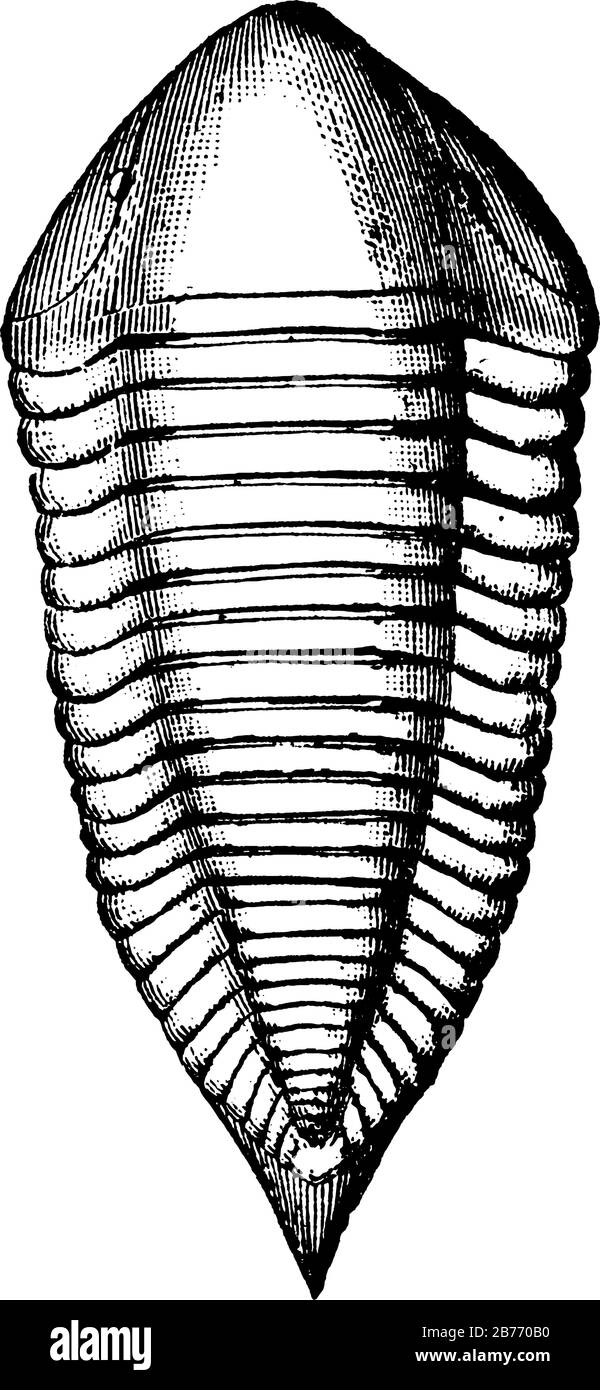 it is a image of articulate radiate, showing sections of the body one ...