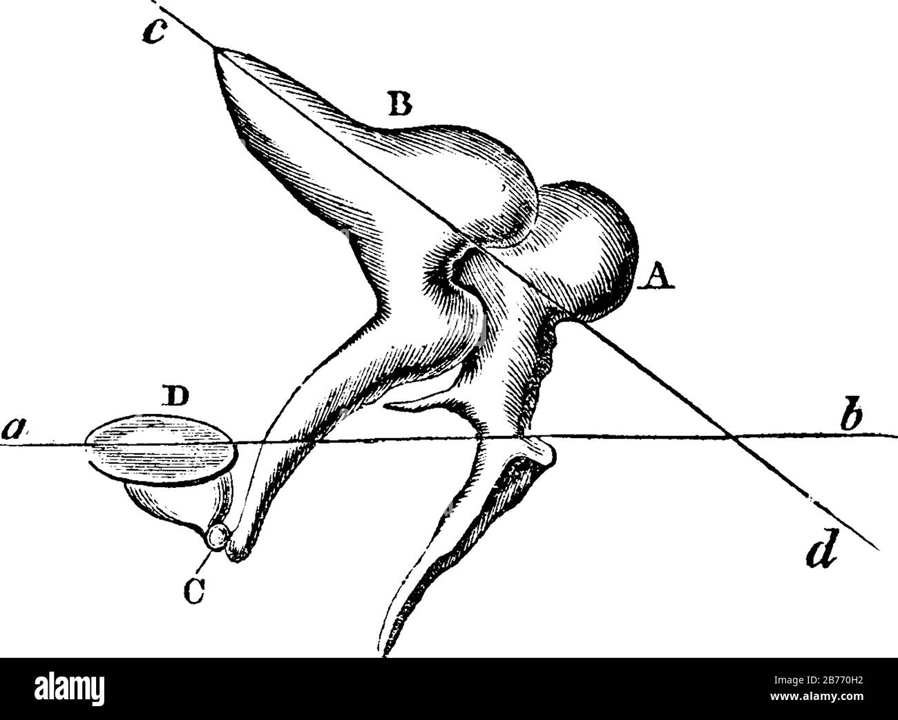 Bones connected Black and White Stock Photos & Images - Alamy