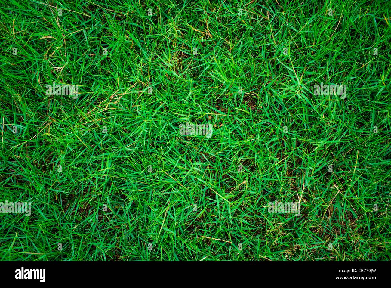 Green fresh nature grass texture top view background Stock Photo - Alamy
