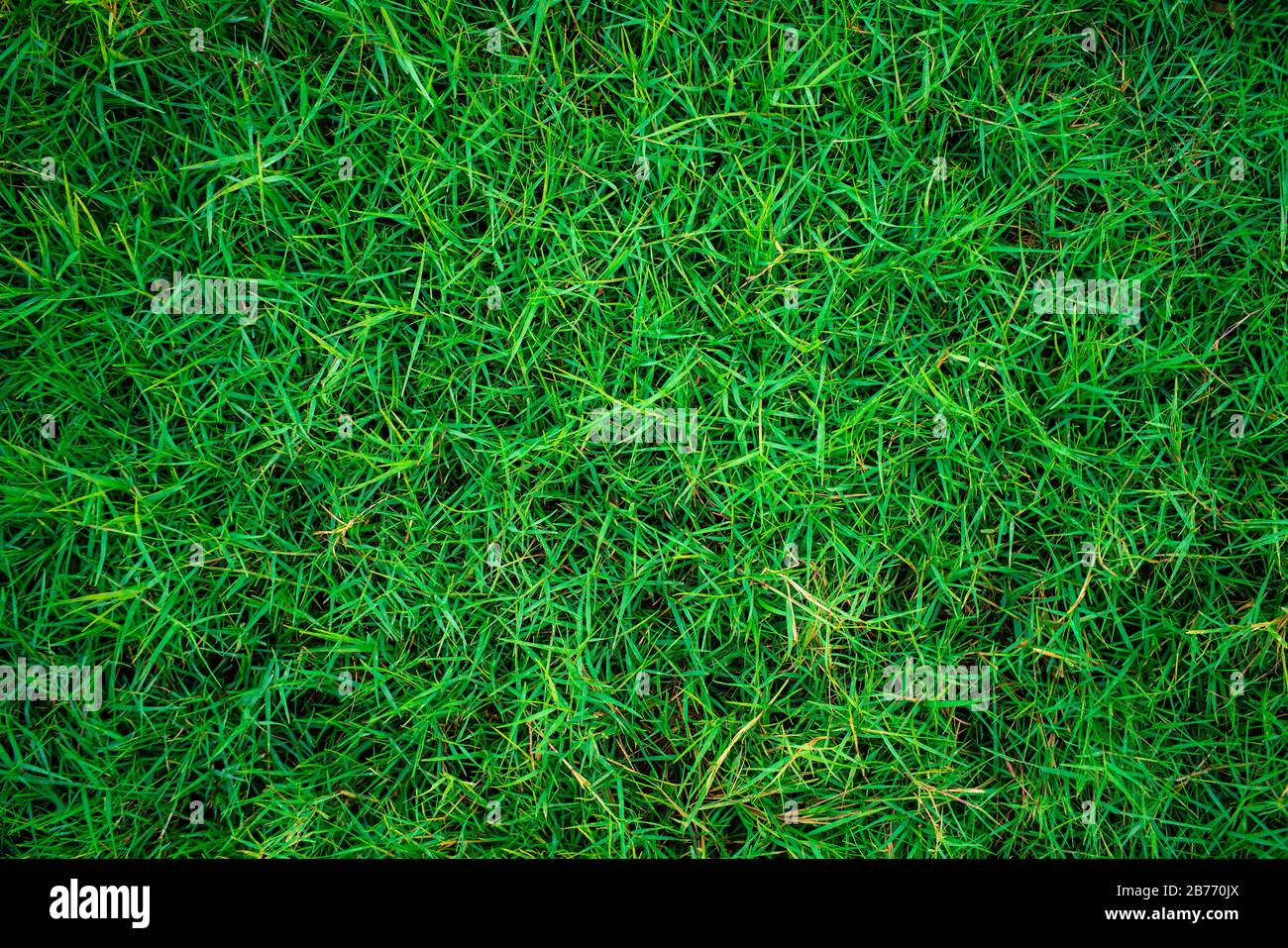 Green fresh nature grass texture top view background Stock Photo - Alamy