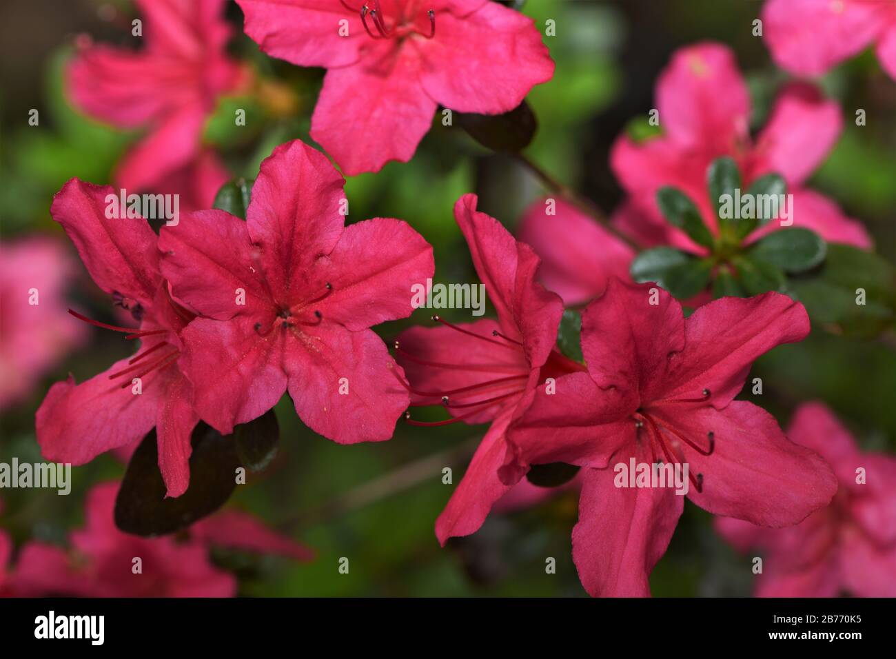 Azalea bush hi-res stock photography and images - Alamy