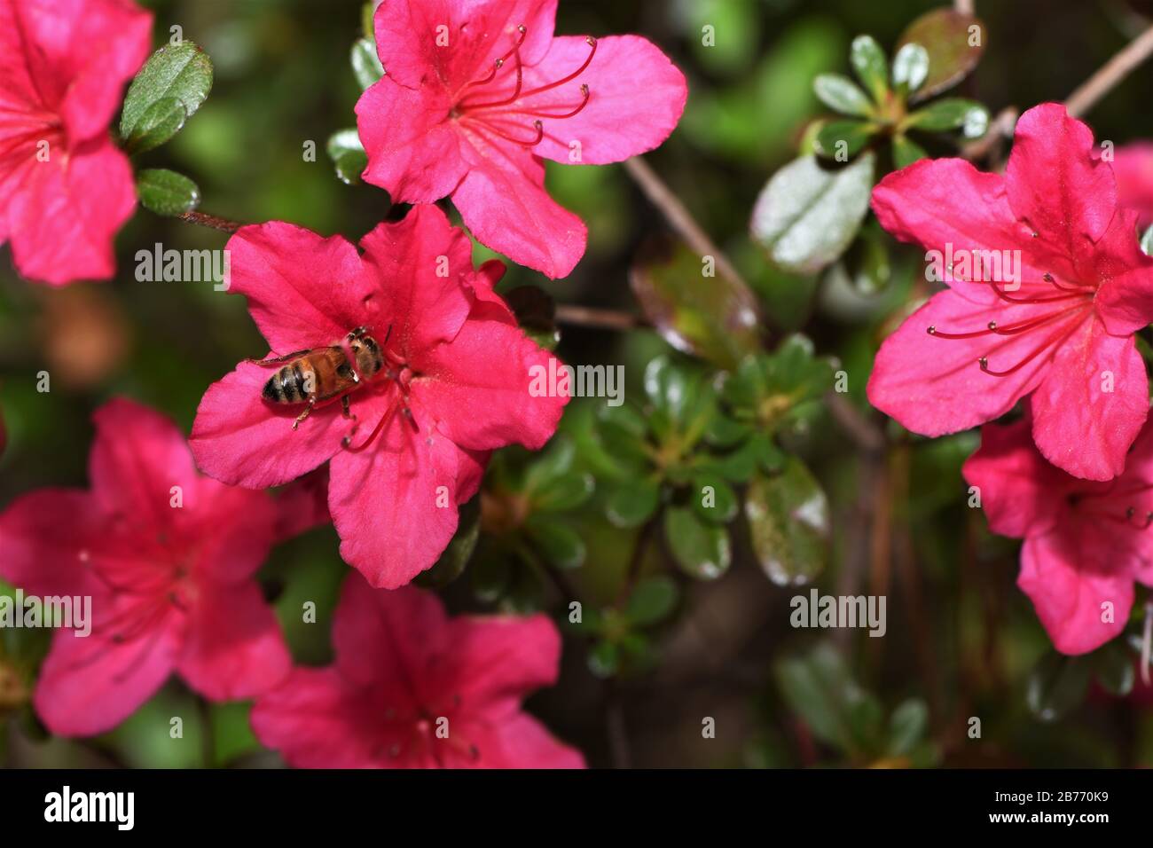 Azalea bush hi-res stock photography and images - Alamy