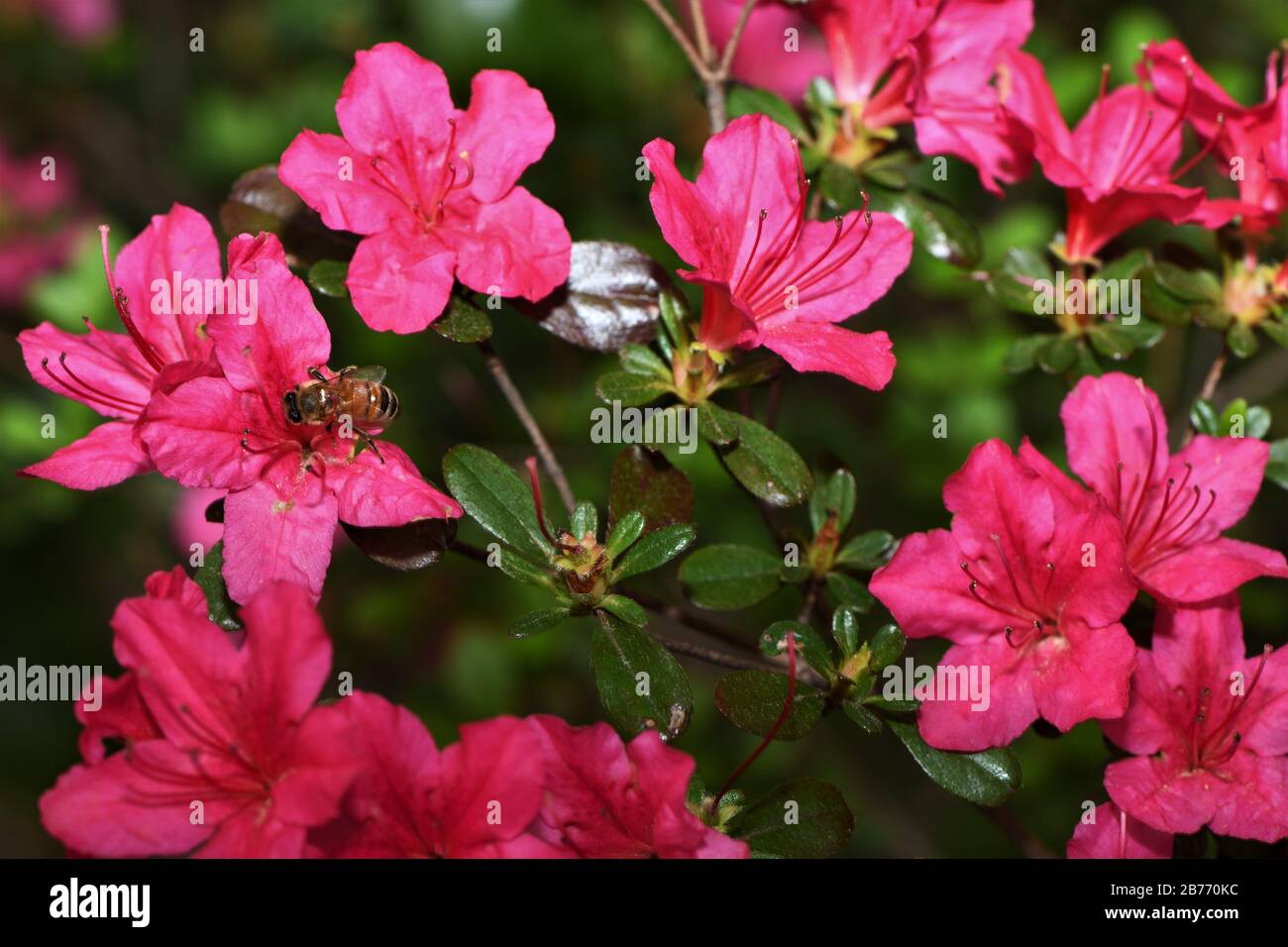 A gorgeous deep pink azalea bush Stock Photo - Alamy