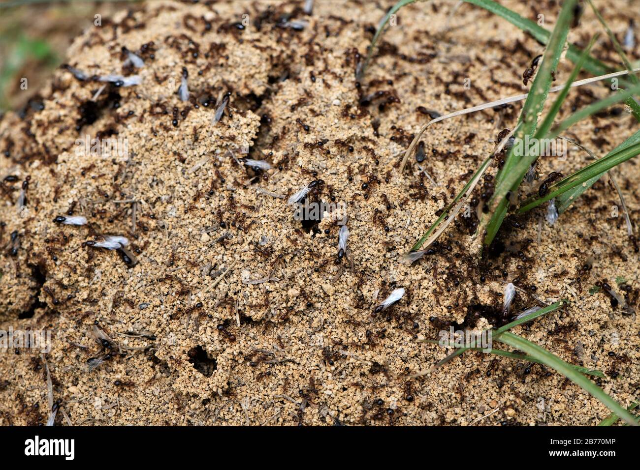Fire ants queen hi-res stock photography and images - Alamy