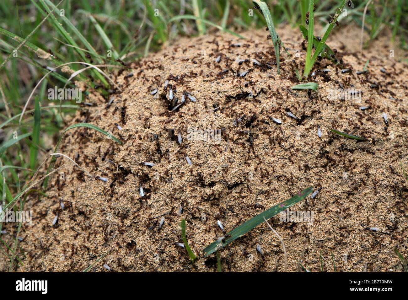 Fire ants swarming Stock Photo - Alamy