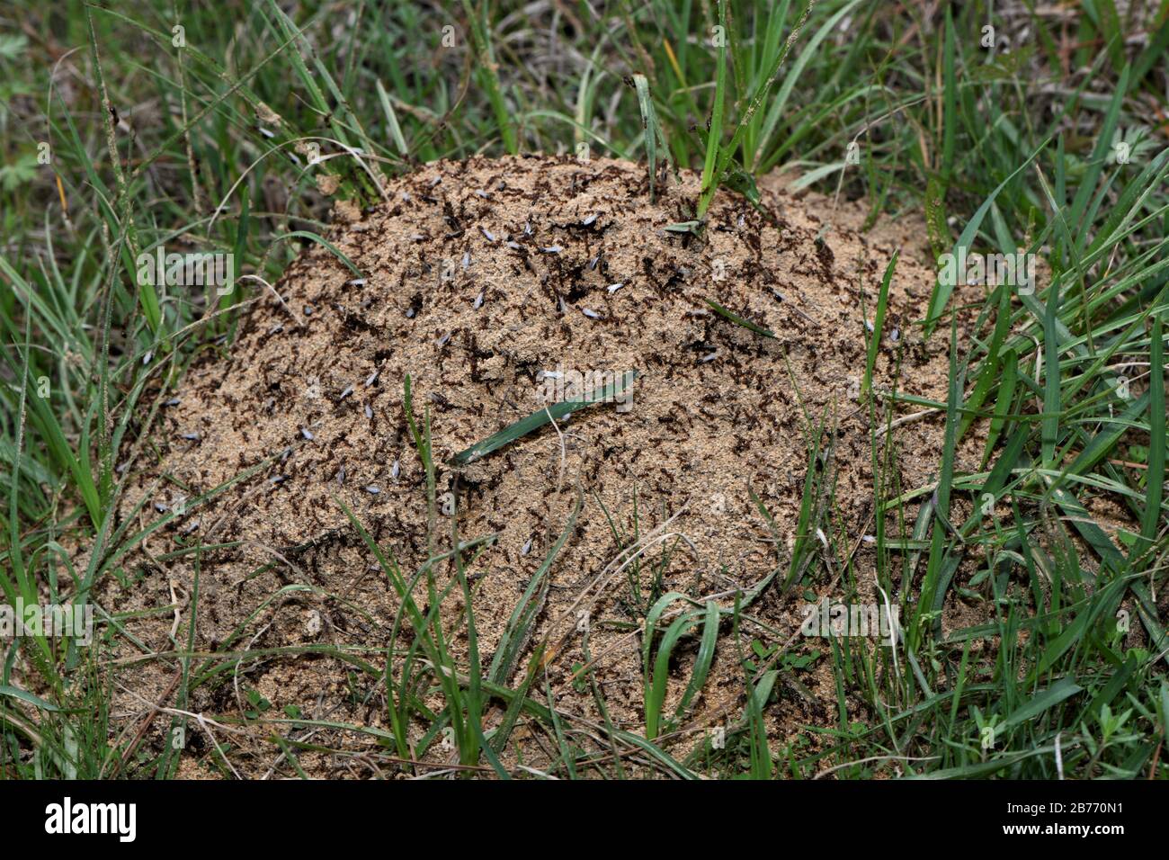 Fire ants swarming Stock Photo - Alamy
