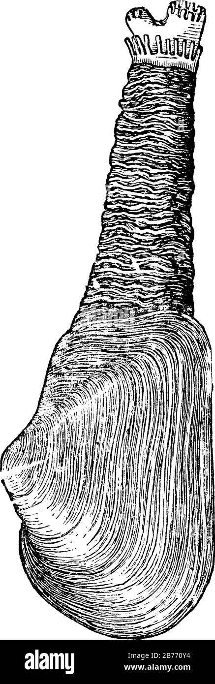 Similar species Cut Out Stock Images & Pictures - Alamy