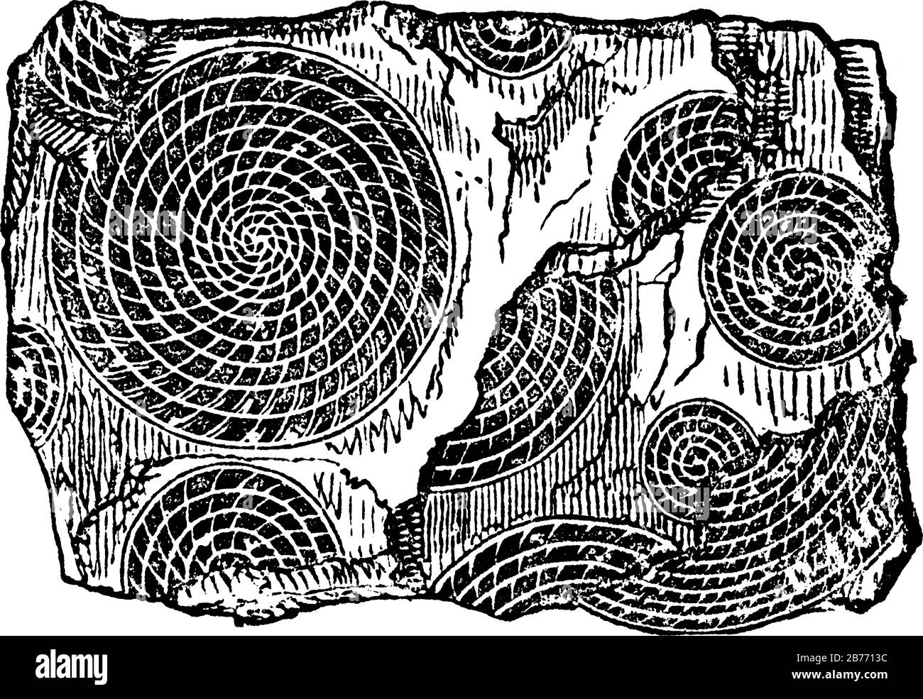 Nummulite limestone, large lenticular fossil, with numerous coils ...