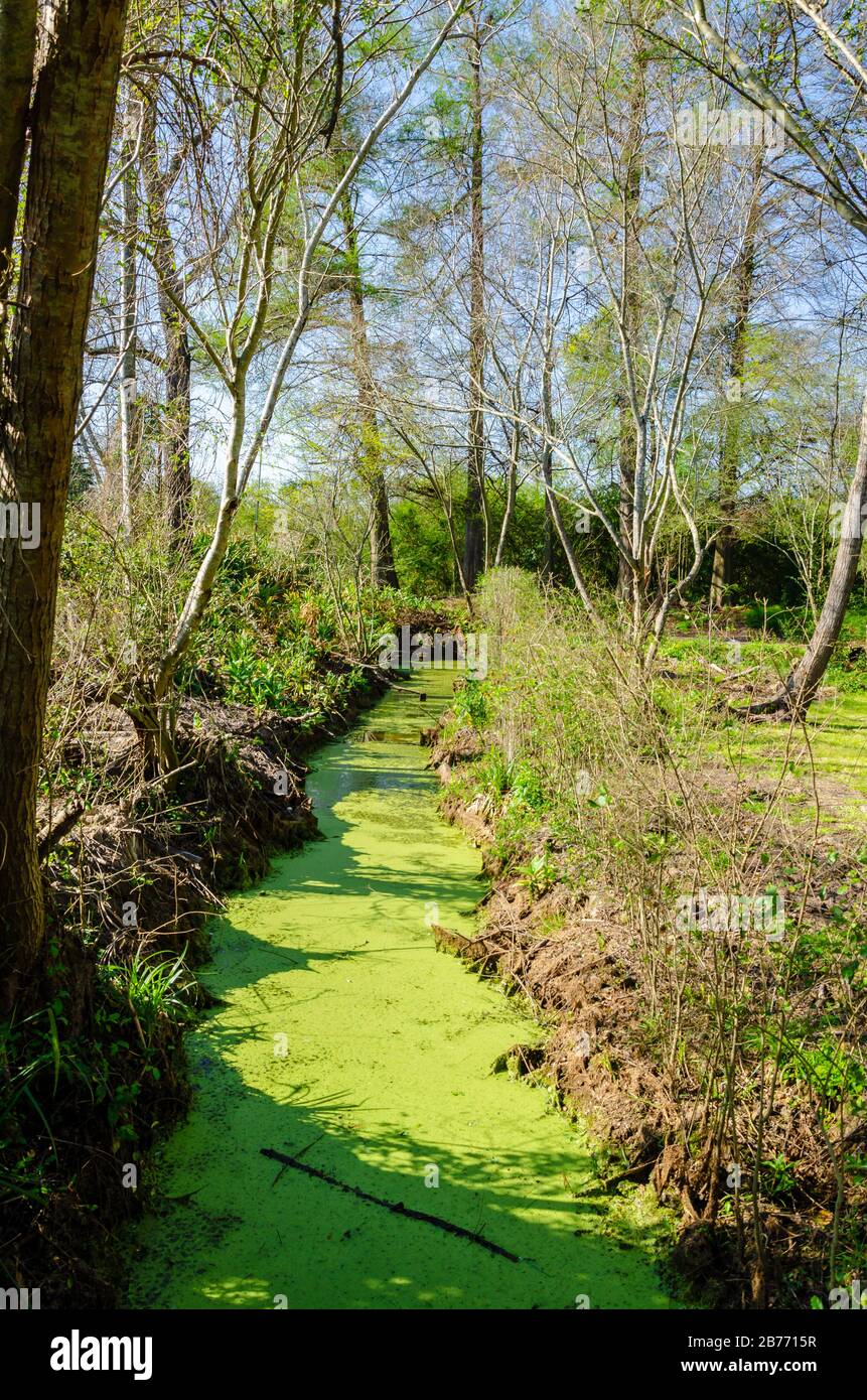 swamp with green plants floating and a lot of trees, some of them dry ...
