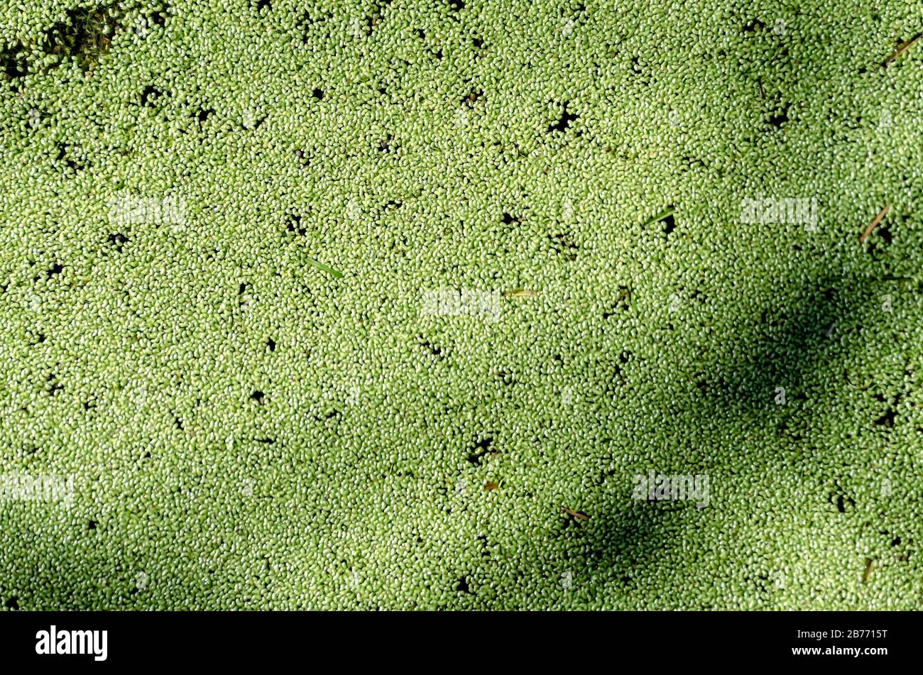 Duckweed growing on a swamp texture Stock Photo - Alamy