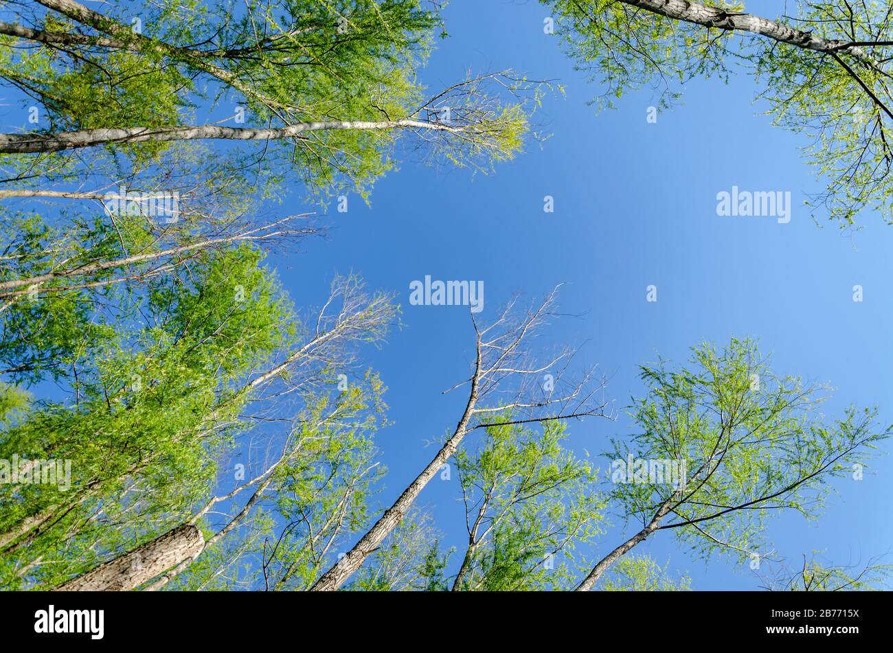 Greeb trees hi-res stock photography and images - Alamy