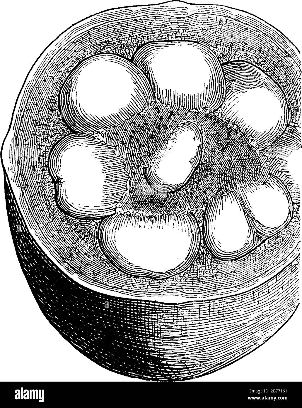 Calabash fruit hi-res stock photography and images - Alamy