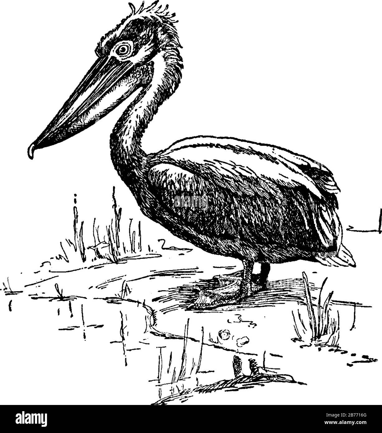 Marine bird Stock Vector Images - Alamy