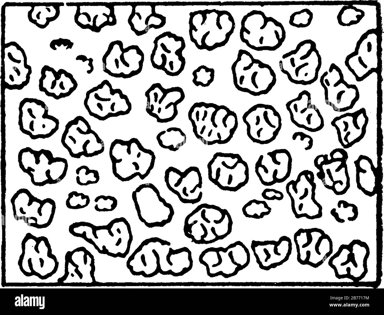 The typical representation of broad leaved trees or woods of any kind ...