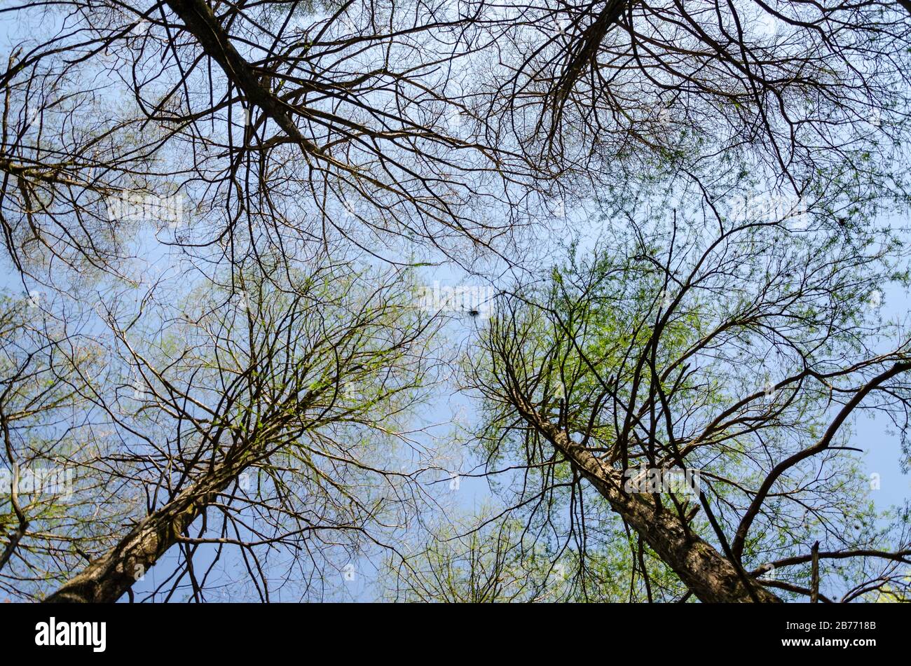 Trees down up view Stock Photo - Alamy