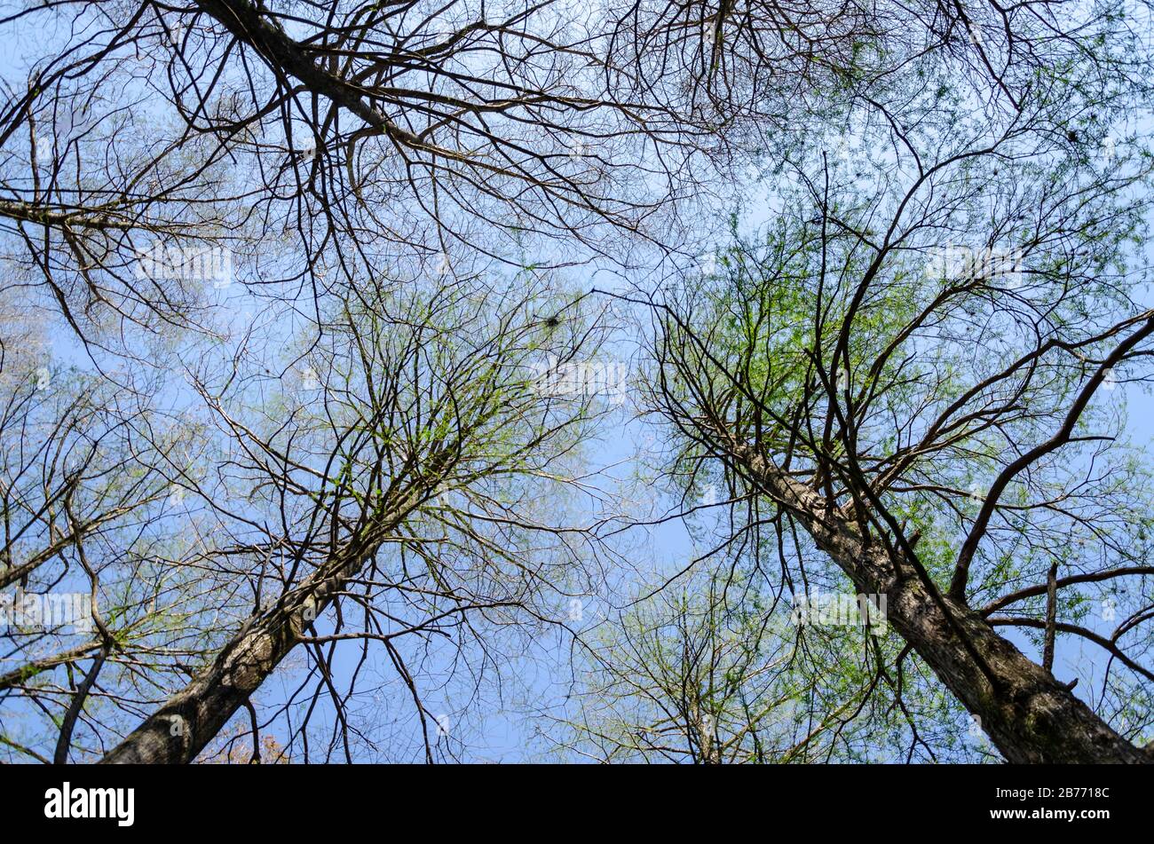 Trees down up view Stock Photo - Alamy