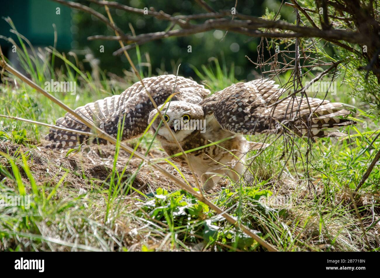 burrowing owl exposed with wings open and mad behind some branches ...