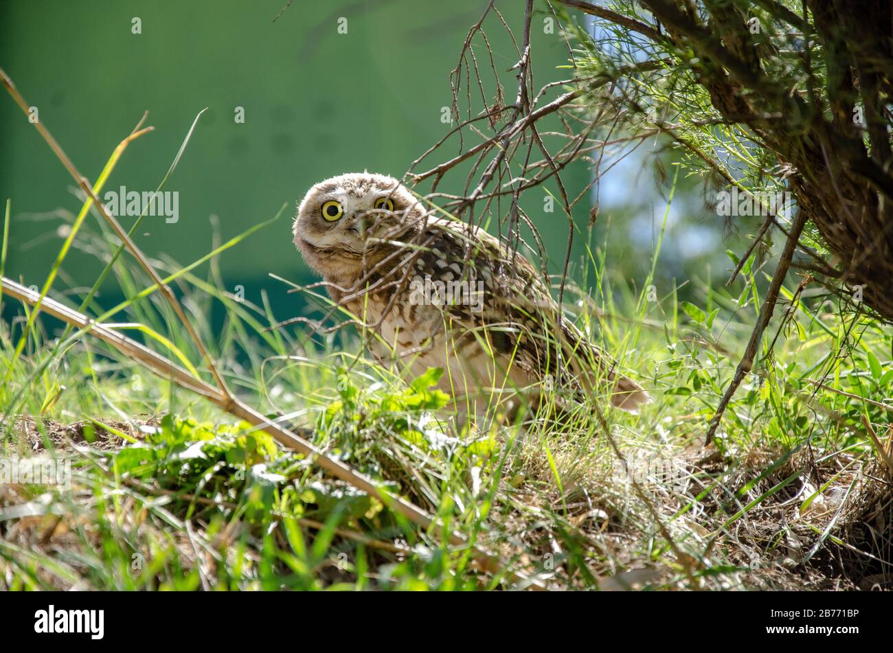 Surprised owl hi-res stock photography and images - Alamy