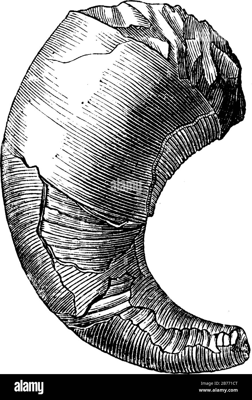 Orthoceras (straight horn) is a genus of extinct cephalopod. Shown here ...