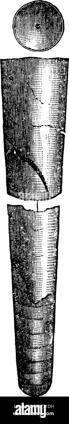 Orthoceras (straight horn) is a genus of extinct cephalopod. Shown here ...