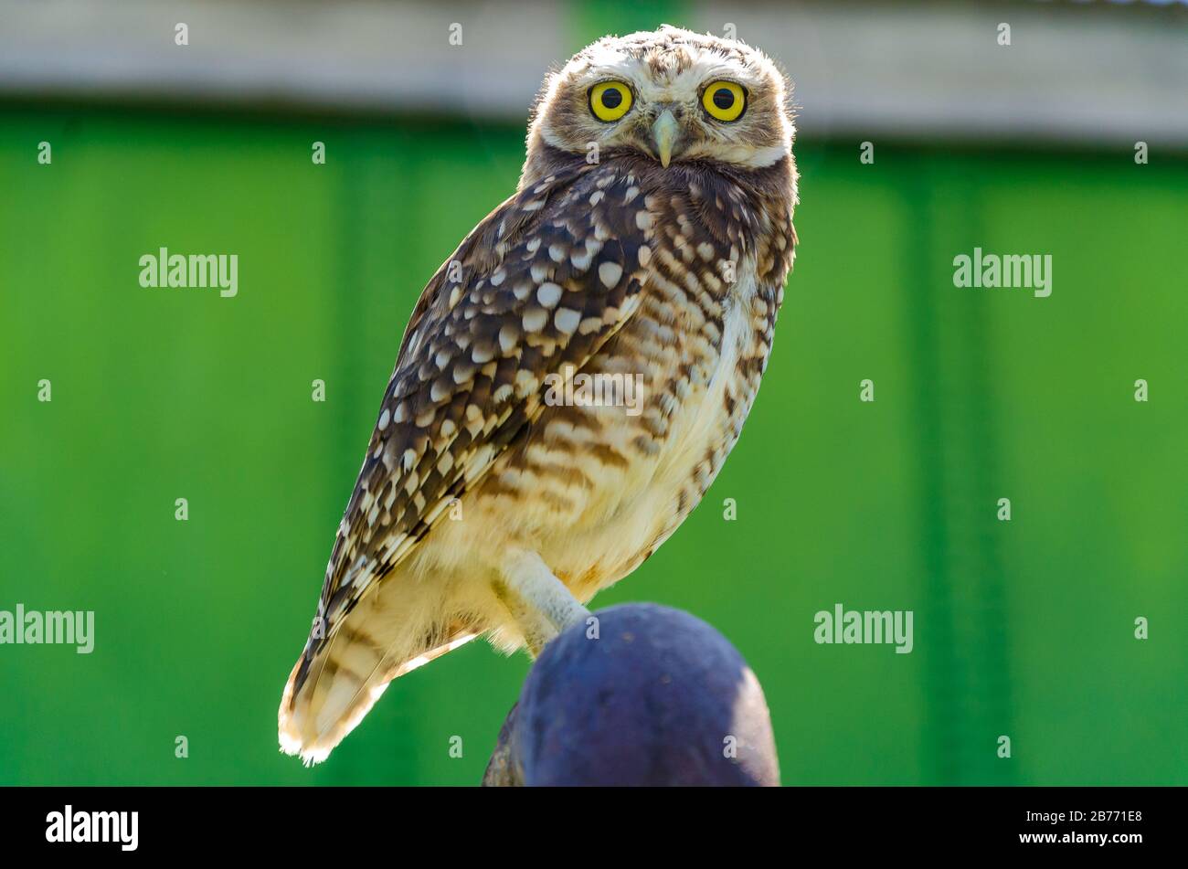 Burrowing owl with wide open eyes standed on a pipe with a green ...