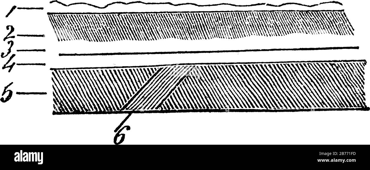 Several layers entering into the composition of the skin, it shows ...