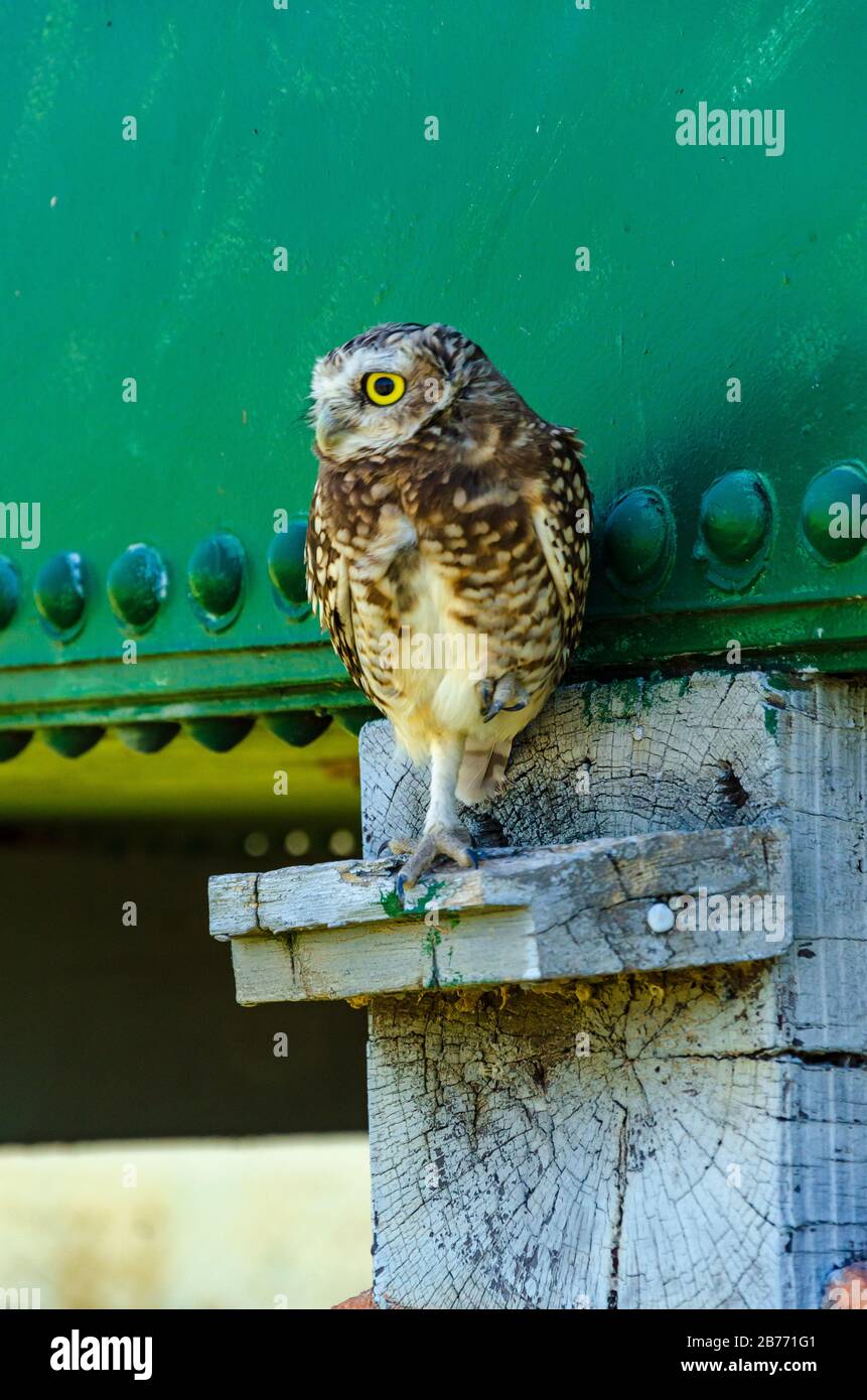 Burrowing owl with surprise face standed on a piece of wood with a ...