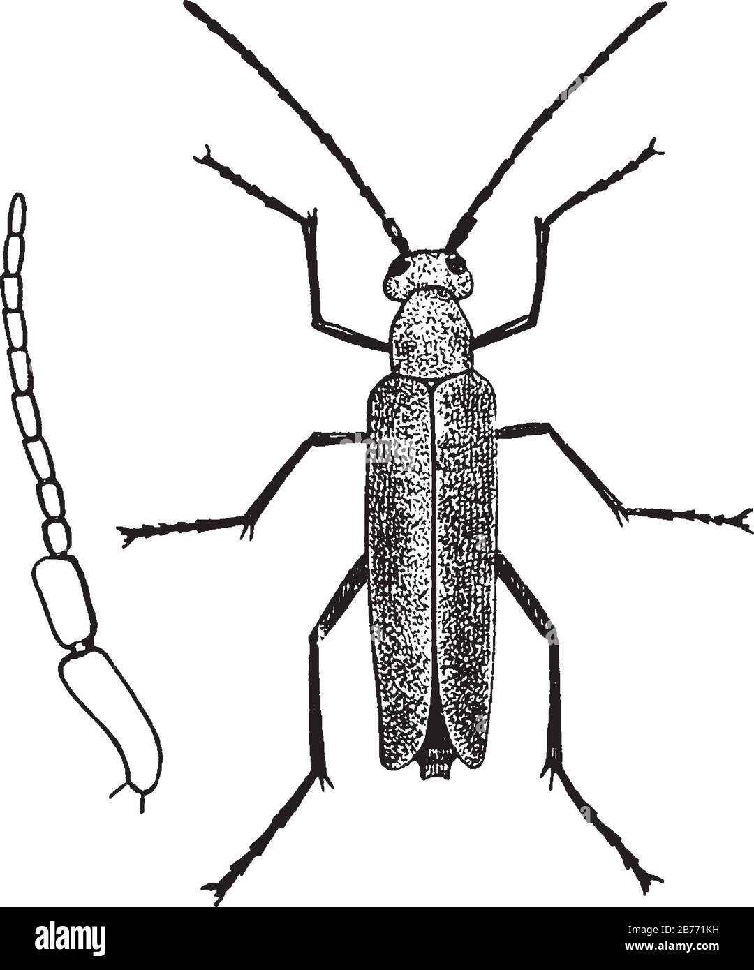 Long antenna beetle Stock Vector Images - Alamy