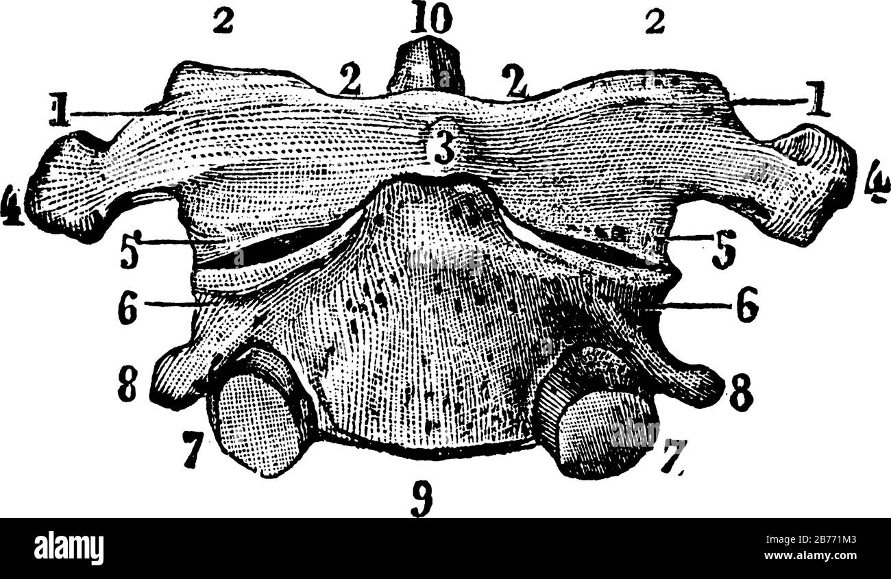 Figure of one vertebra, there are 33 vertebrae that interlock with each ...