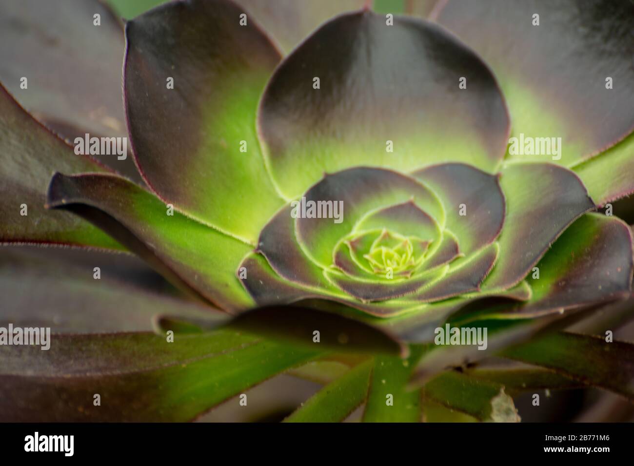 plant growing in a geometric pattern Stock Photo - Alamy