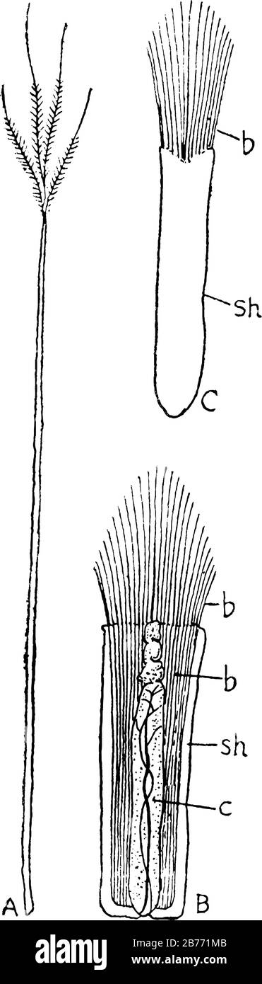 Feather anatomy Stock Vector Images - Alamy
