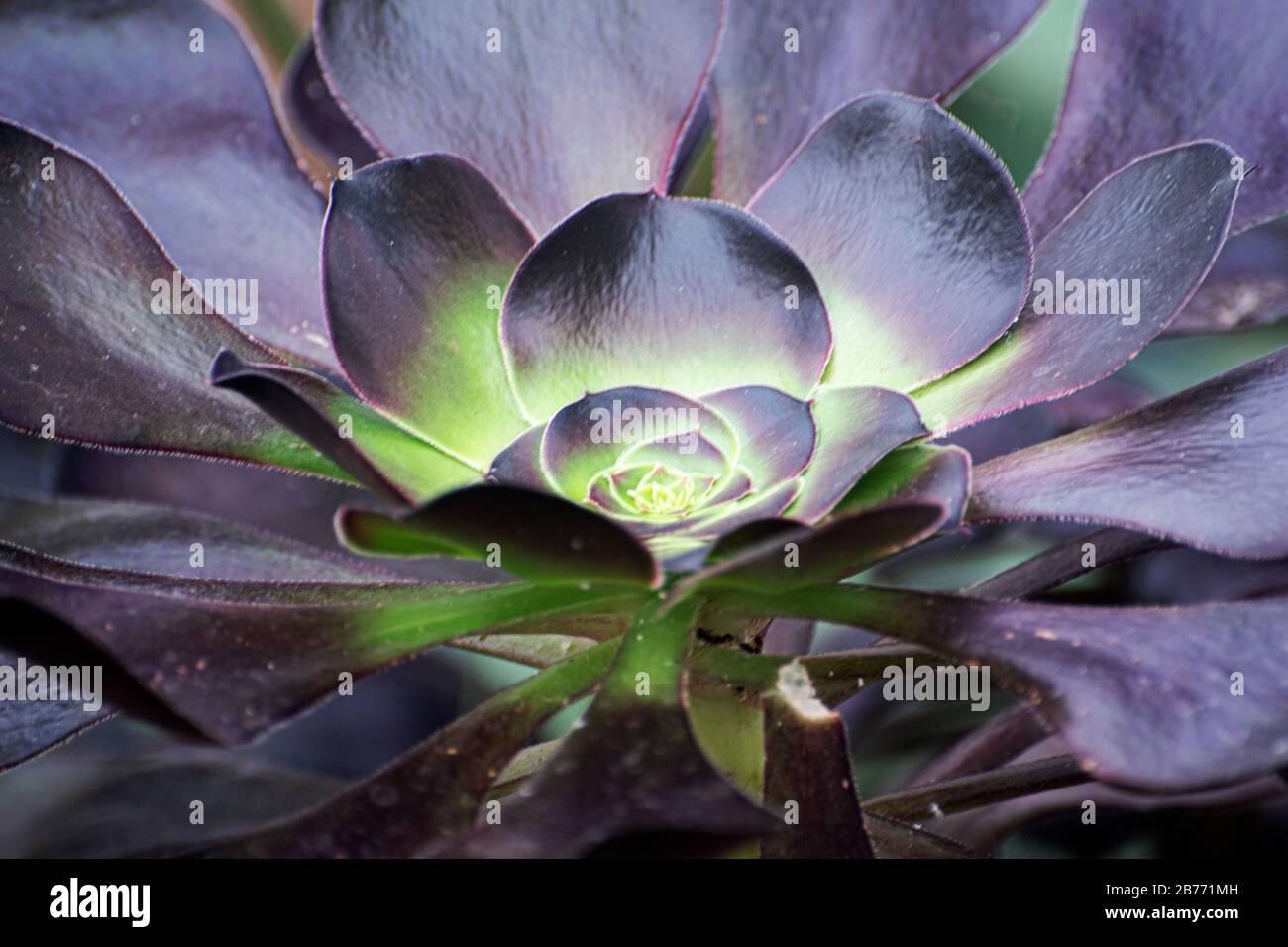 Geometric plant hi-res stock photography and images - Alamy