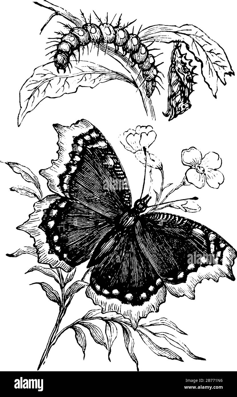 Butterfly Pupa Drawing