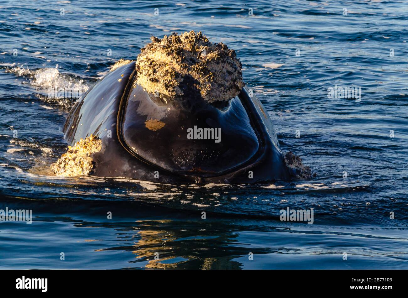 Whale head out of the water with a lot of crustaceans added to the skin ...