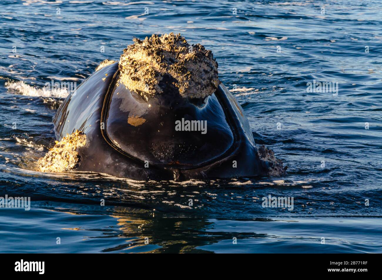 Whale head out of the water with a lot of crustaceans added to the skin ...