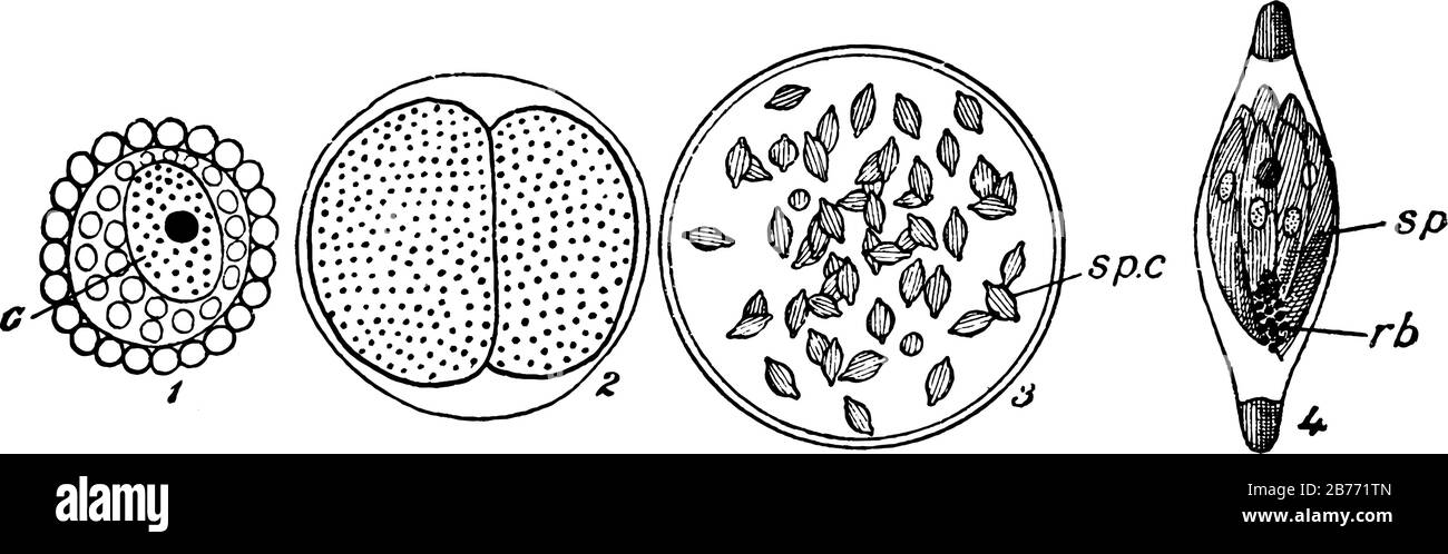 Labels: 1, Young Gregarine lying within a sperm mother cell of ...